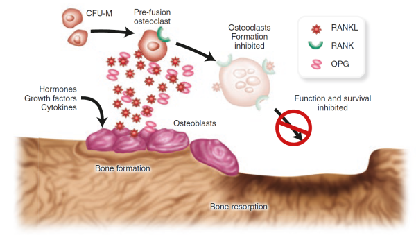 Pathophysiology | International Osteoporosis Foundation